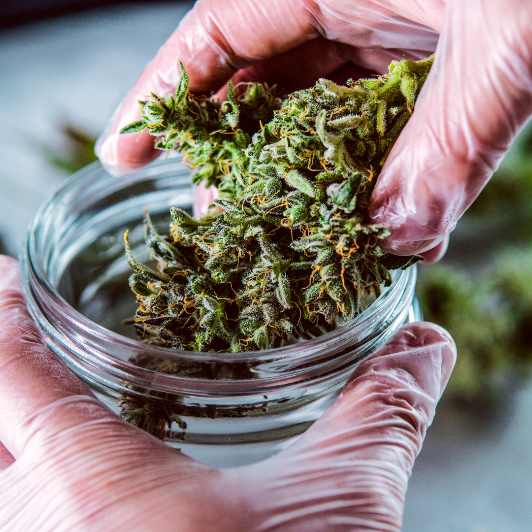 Hemp Flower Odyssey: Unleashing the Power of Cannabinoids and Terpenes ...